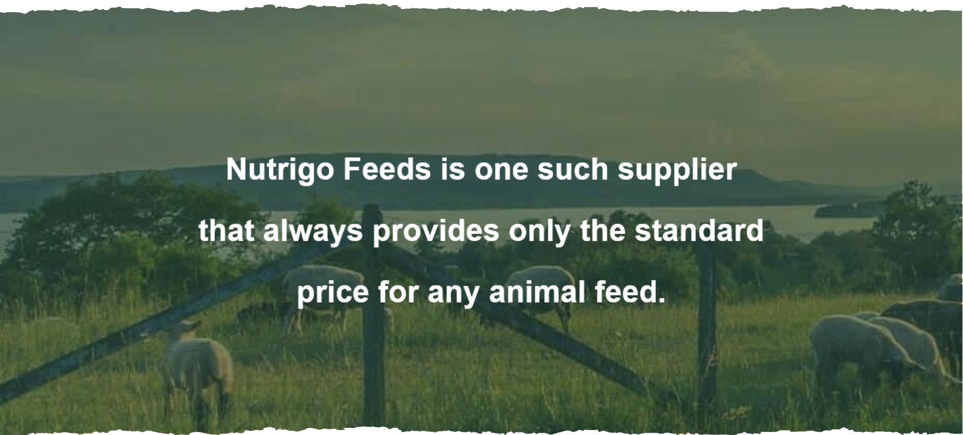 Rice DDGs Manufacturer in India – RiceddgsIndia.com