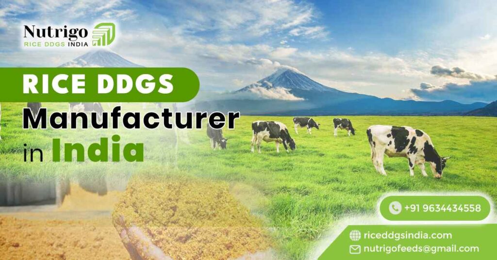 Rice DDGs Manufacturers in India - RiceddgsIndia