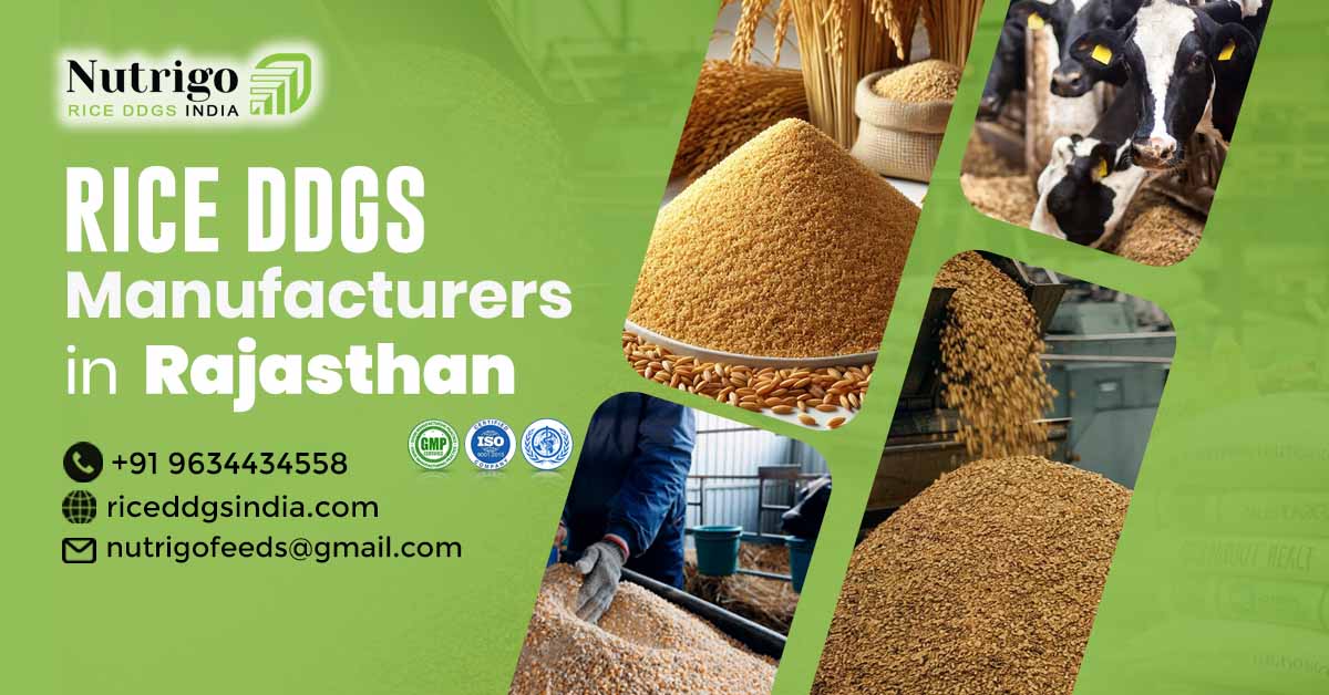 Rice DDGs Manufacturers in Rajasthan - Riceddgsindia.com