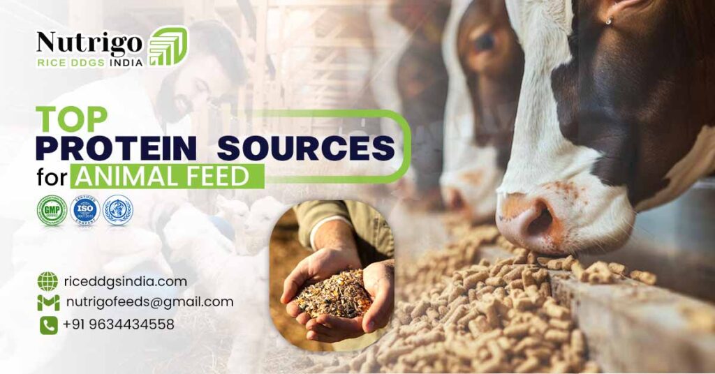 High-Quality Animal Feed Protein Sources | Rice DDGS India