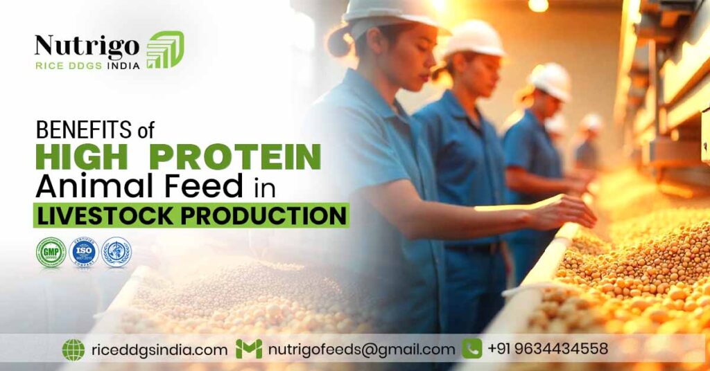 Get High Protein Animal Feed at Riceddgsindia.com